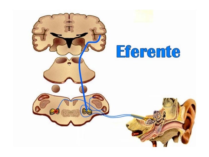 Via auditiva aferente y eferente