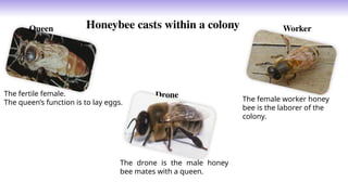 Viability and preservation of sperms of honey bee (Apis mellifera ...
