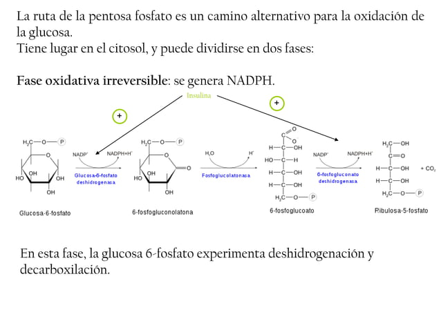 Via de las pentosas y hexosas | PPT