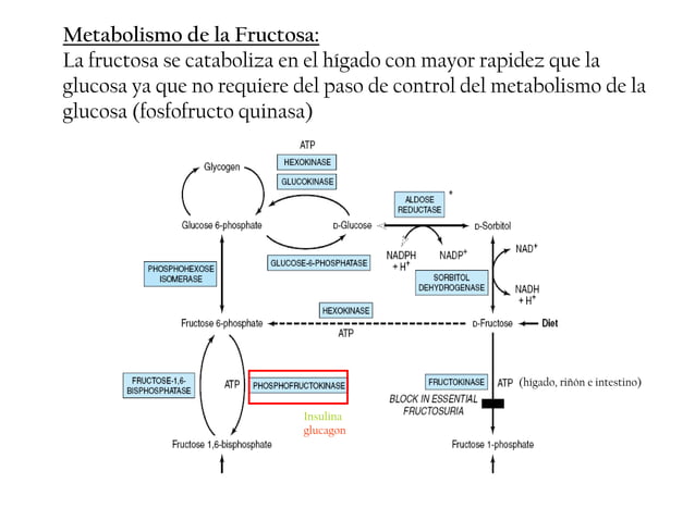 Via de las pentosas y hexosas | PPT