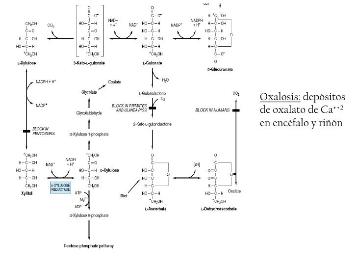 Via de las pentosas y hexosas