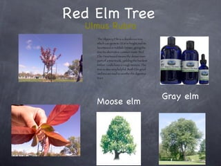 Vianca&AnaTreeClassificationProject | KEY | Woodworking | Arts and Crafts