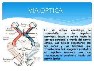 Via optica | PPTX