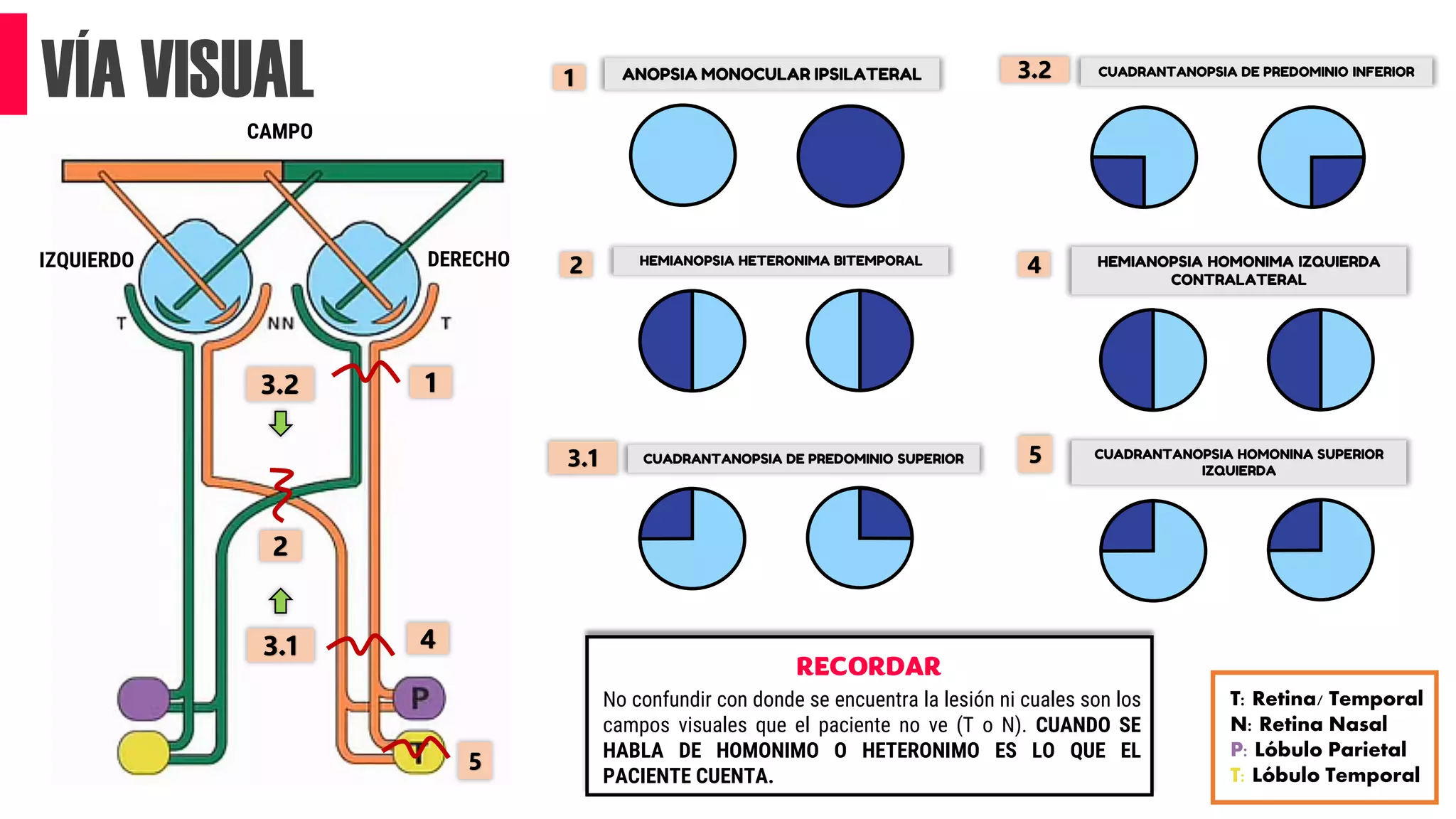 VIA OPTICA.pdf