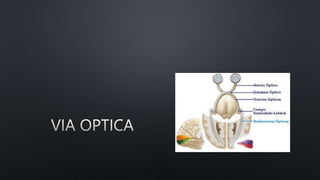 VIA OPTICA.pptx
