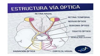 via optica sistema de la visión fisiología | PPTX