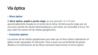 via optica sistema de la visión fisiología | PPTX