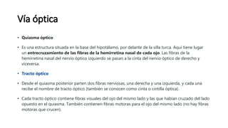 via optica sistema de la visión fisiología | PPTX