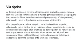 via optica sistema de la visión fisiología | PPTX