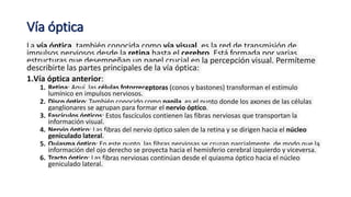 via optica sistema de la visión fisiología | PPTX