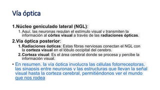 via optica sistema de la visión fisiología | PPTX