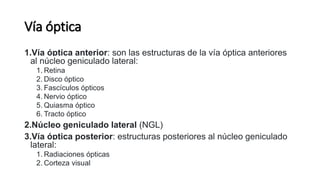 via optica sistema de la visión fisiología | PPTX