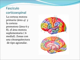 Via piramidal | PPT