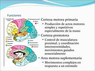 Via piramidal | PPT