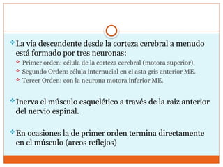 descripción de la via piramidal y via extrapiramidal | PPTX
