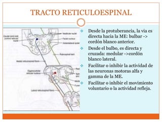 Via piramidal y extrapiramidal | PPTX