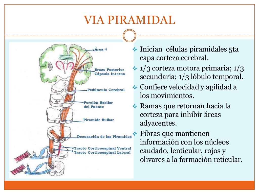 Diagrama De Sintomas Extrapiramidais
