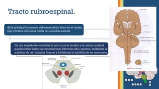 via piramidal y extrapiramidal.pptx funcion y explicacion sobre el ...