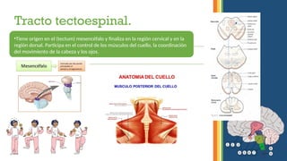 via piramidal y extrapiramidal.pptx funcion y explicacion sobre el ...