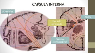 Via piramidal y sindrome frontal 9°d (comp) | PPTX