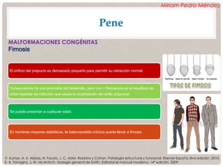 Vias urinarias bajas y aparato genital masculino | PPTX