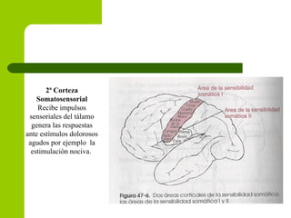 Vias del dolor | PPT