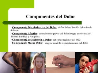Vias del dolor | PPT