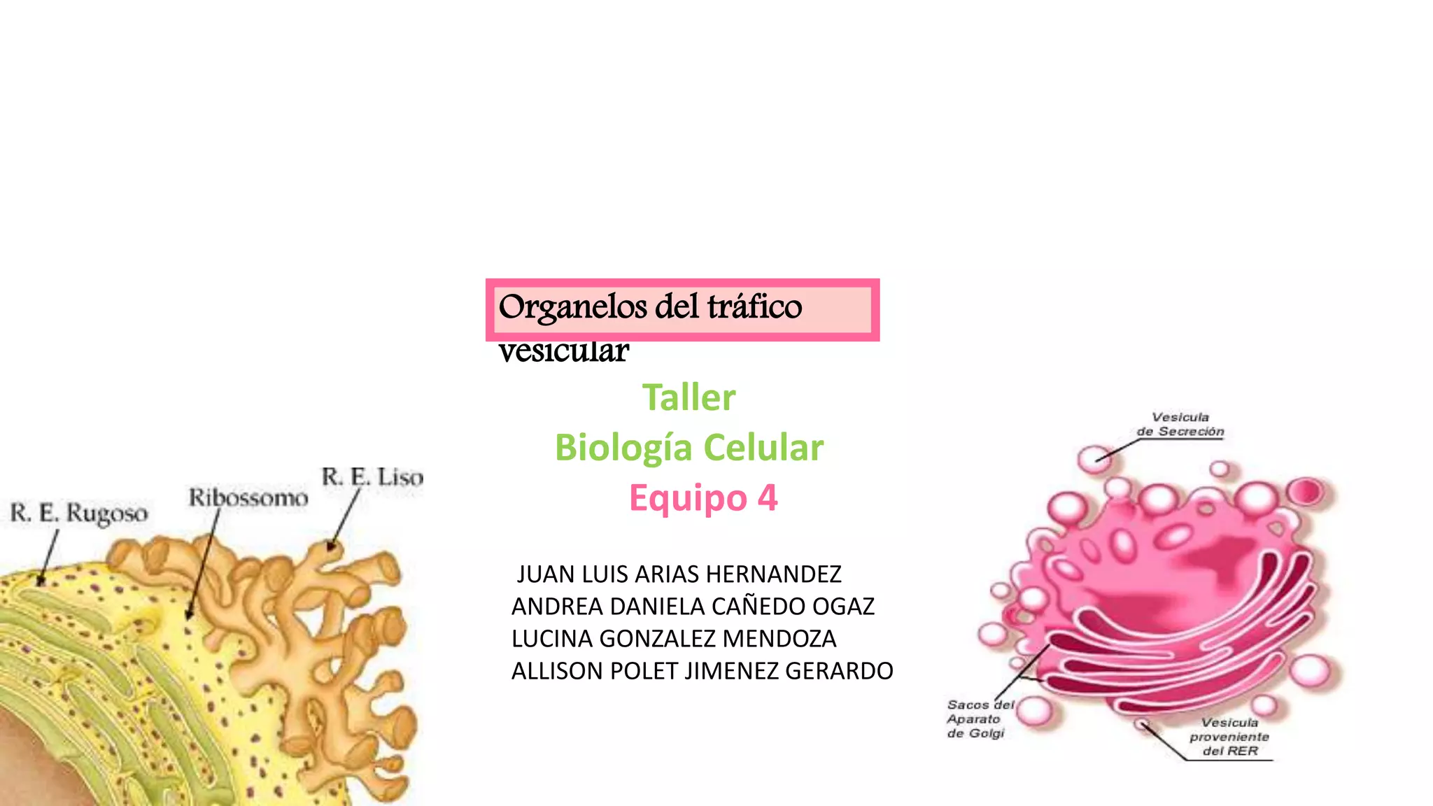 Organelos del tráfico vesicular | PPT