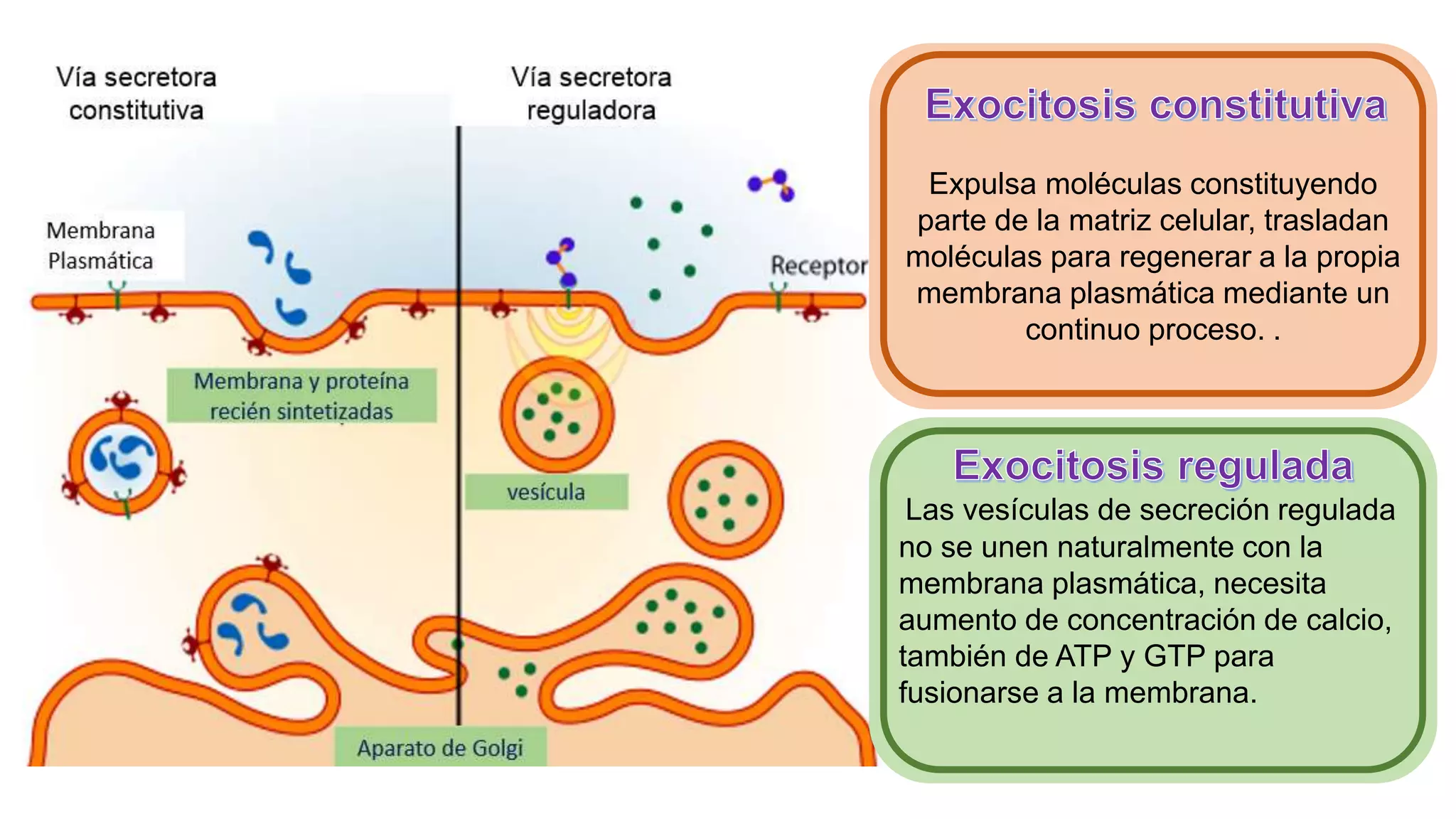 Organelos del tráfico vesicular | PPT
