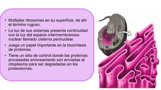 Organelos del tráfico vesicular | PPTX