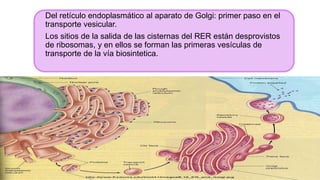 Organelos del tráfico vesicular | PPTX