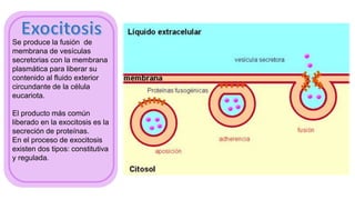 Organelos del tráfico vesicular | PPTX