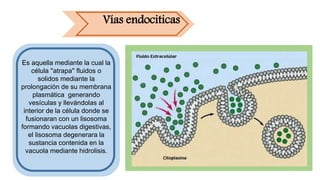 Organelos del tráfico vesicular | PPTX