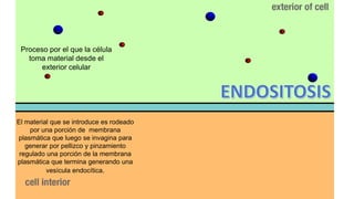 Organelos del tráfico vesicular | PPTX