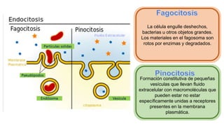 Organelos del tráfico vesicular | PPTX