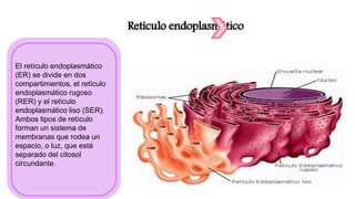 Organelos del tráfico vesicular | PPTX