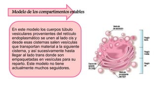 Organelos del tráfico vesicular | PPTX