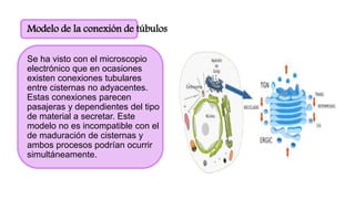 Organelos del tráfico vesicular | PPTX