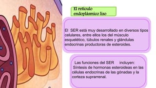 Organelos del tráfico vesicular | PPTX
