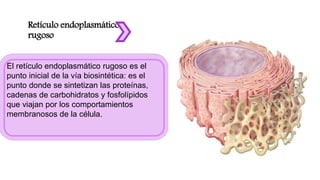Organelos del tráfico vesicular | PPTX