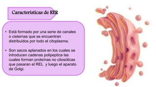Organelos del tráfico vesicular | PPTX