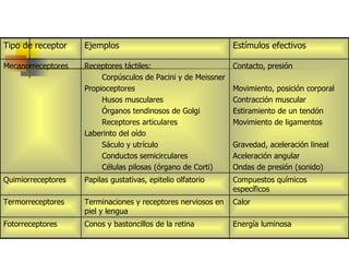 Vias aferentes y receptores sensoriales | PPT