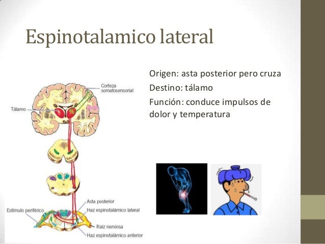 Vias ascendentes de la medula