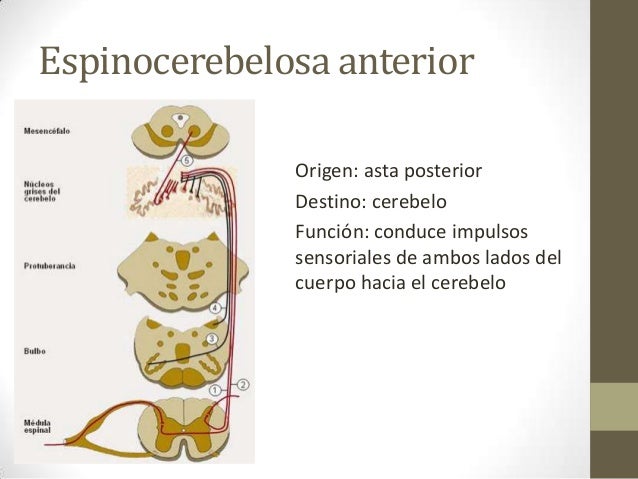 Vias ascendentes de la medula