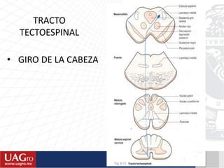 Vias ascendentes y descendentes | PPTX