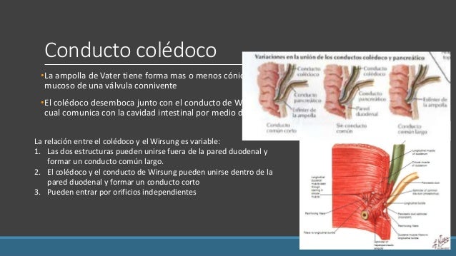 Vias biliares y vesicula biliar