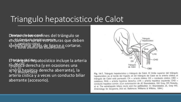 Vias biliares y vesicula biliar