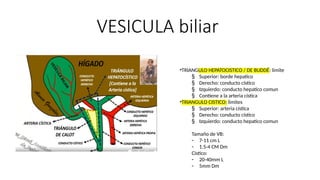 vias biliares irrigacion e inervacion ademas de drenja venoso | PPTX