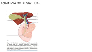 vias biliares irrigacion e inervacion ademas de drenja venoso | PPTX
