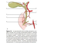 vias biliares irrigacion e inervacion ademas de drenja venoso | PPTX